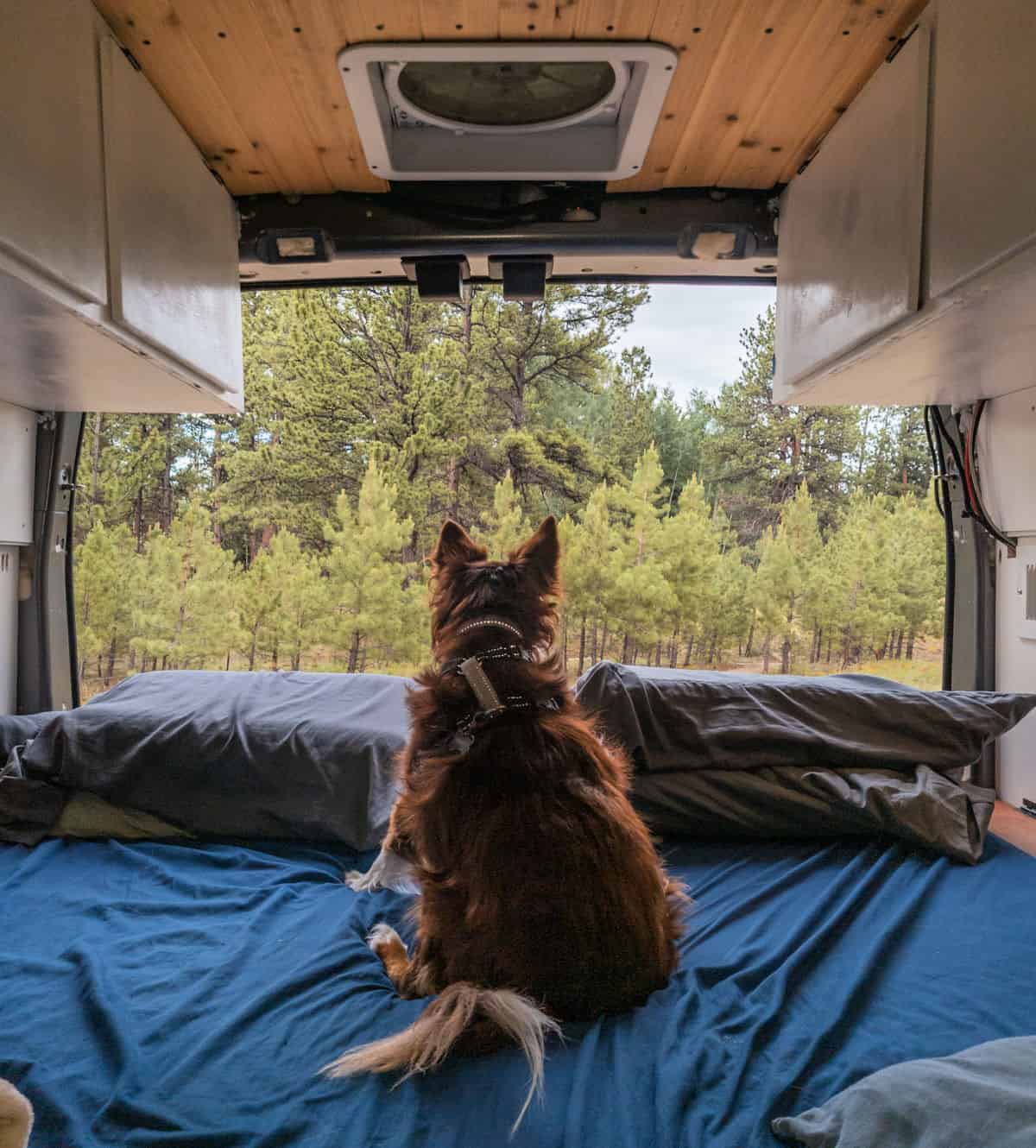 Van Life With Dogs: 15 Tips For You And Your Fur Baby - The Wayward Home