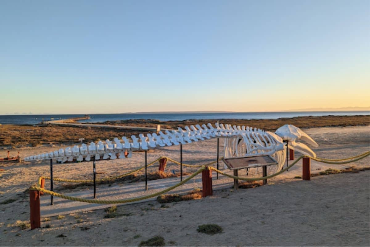 The Ultimate Baja Road Trip: Insider Tips, Tricks, and Must-Knows