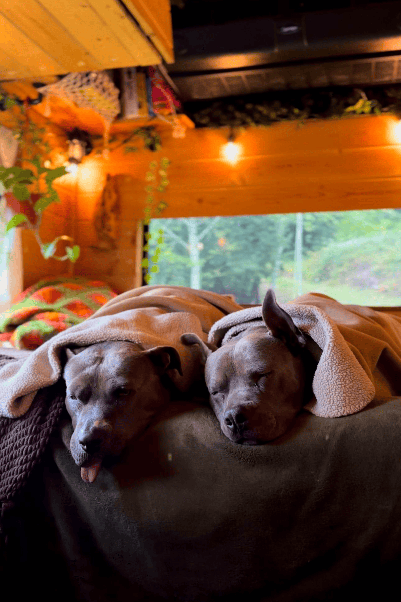 From Homeless to Treehouse on Wheels: A Couple's Epic Shuttle Bus ...