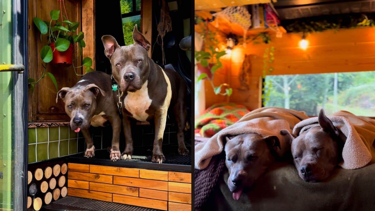 From Homeless to Treehouse on Wheels: A Couple's Epic Shuttle Bus ...